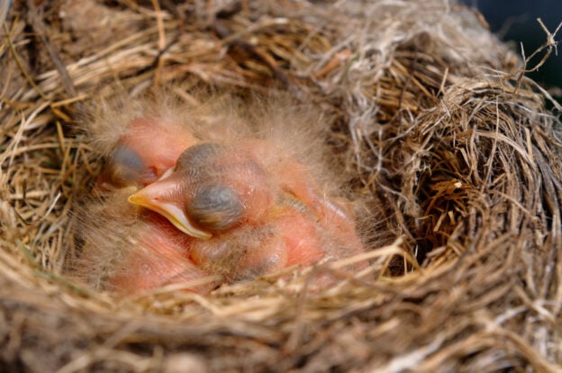 These 10 Baby Birds Are Incredibly Ugly | Succulents and Sunshine