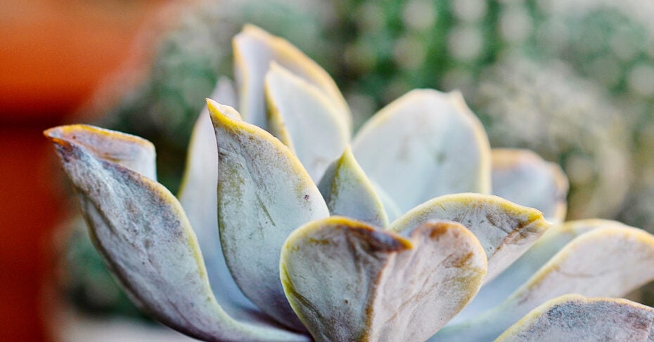Succulent Care Blog | Tips for Growing Healthy Succulents